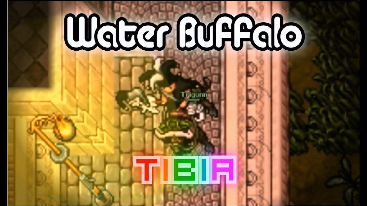 Tibia - Water Buffalo - YouTube