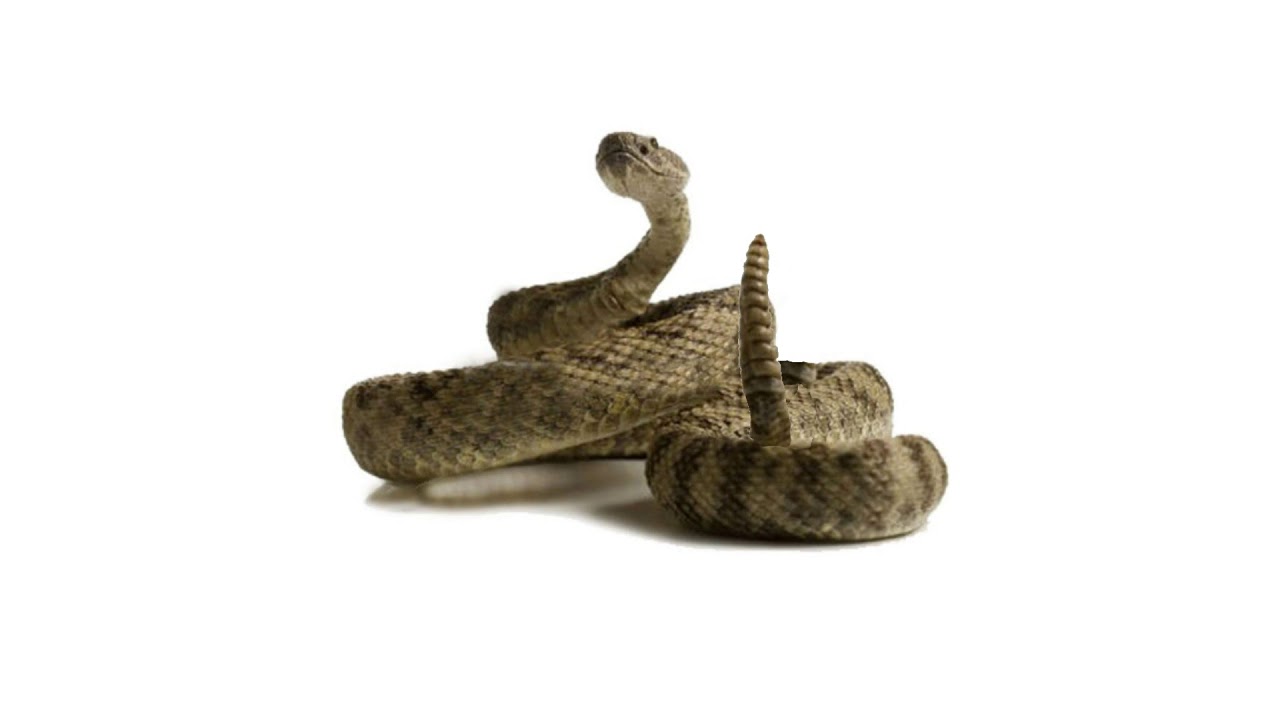 Rattlesnake Animation - YouTube