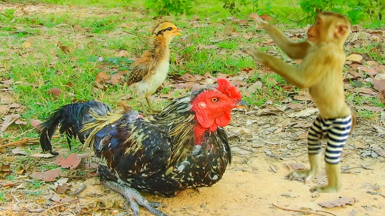 Poorly Video ! Baby Chicken Crying Loudly On ToTo's Back - YouTube