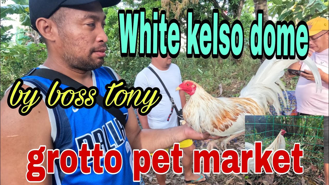 White kelso dome by boss tony, grotto pet market - YouTube