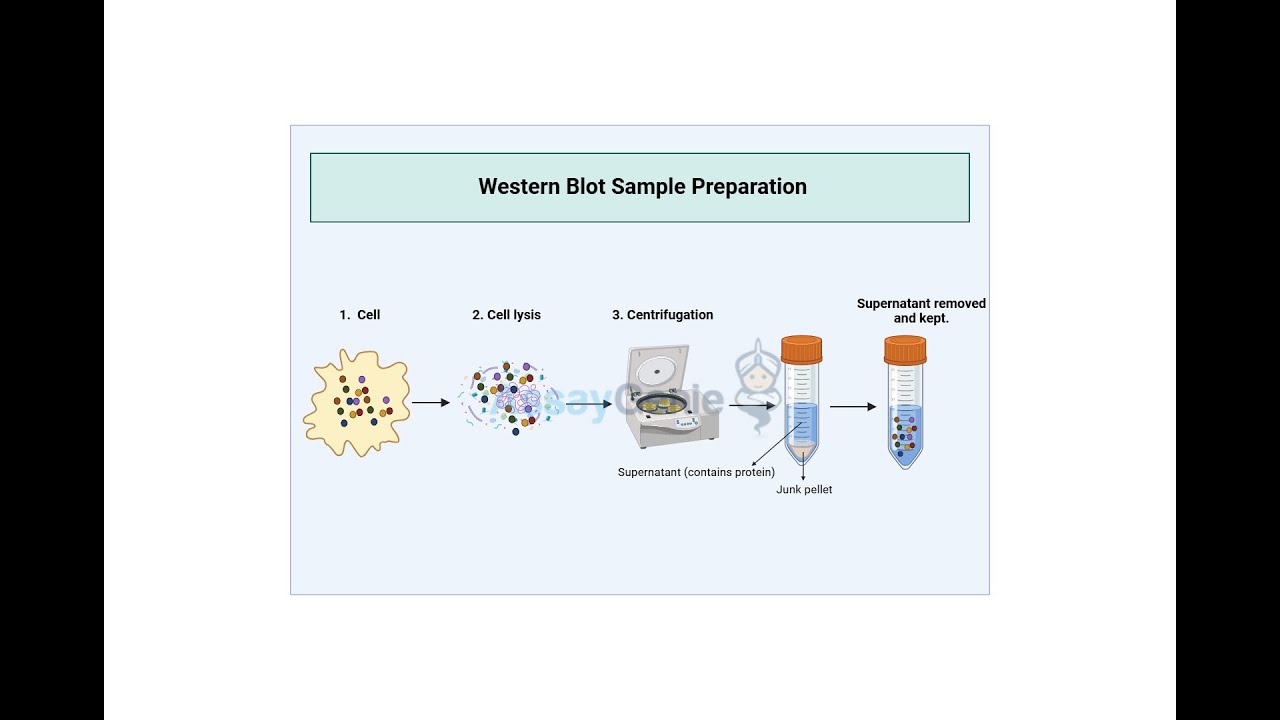 Guide to Western Blot Sample Preparation - YouTube