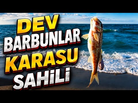 BARBUN BOYLARI BENİ ŞAŞIRTTI 