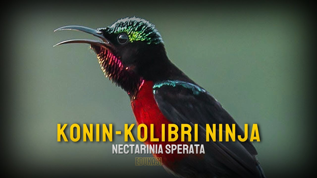Mengenal Burung Konin - Ciri, Suara dan Habitatnya ! - YouTube