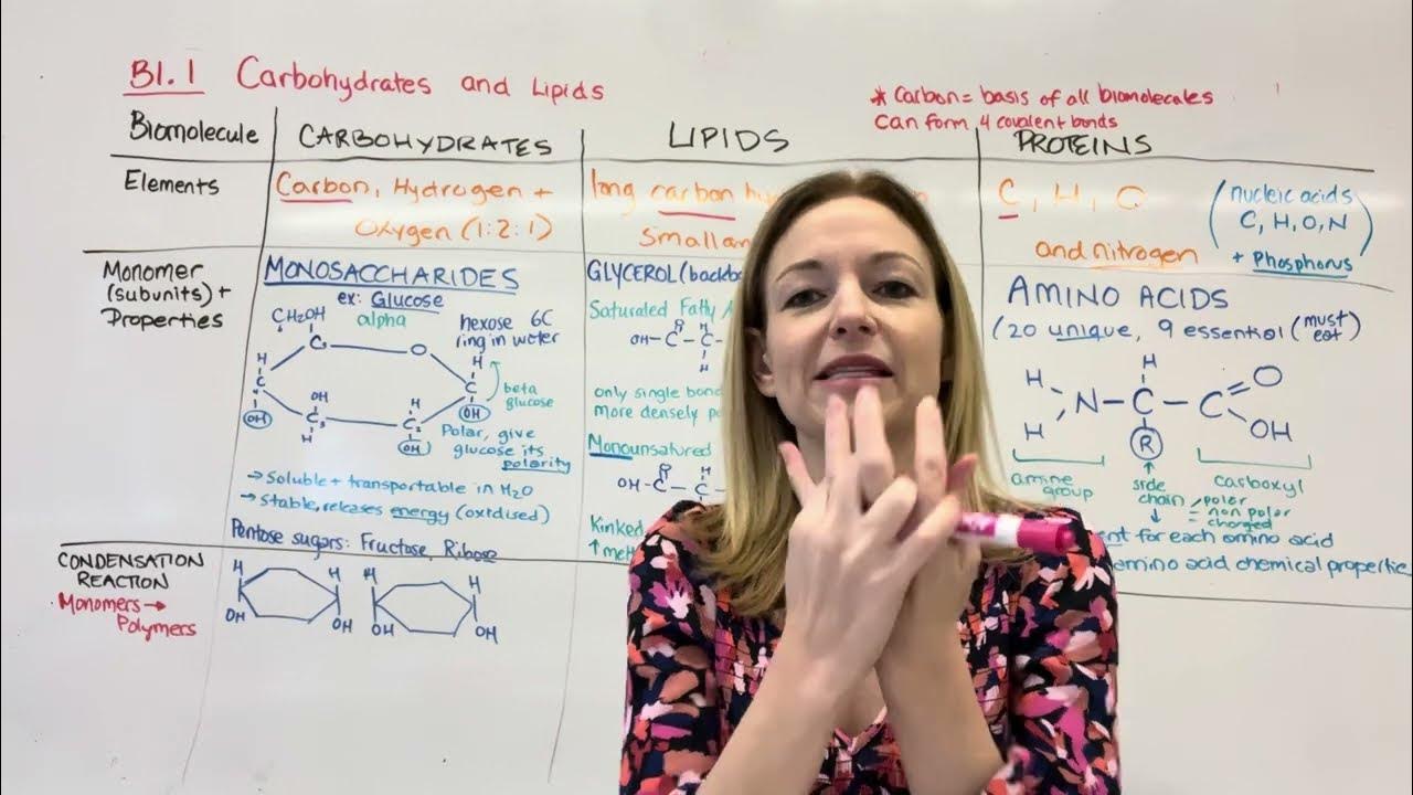 IB Biology Revision Video B1- Form and Function of Molecules - YouTube