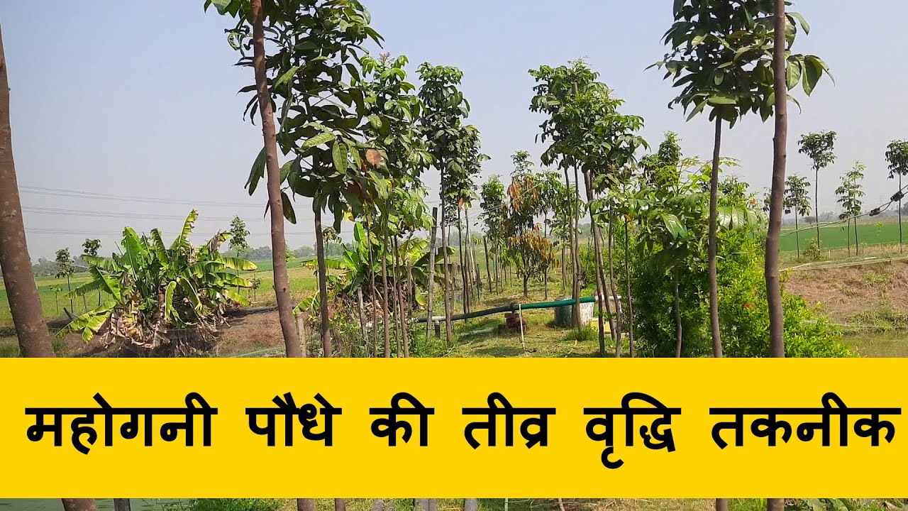Mahogany plant fast growth technique - YouTube