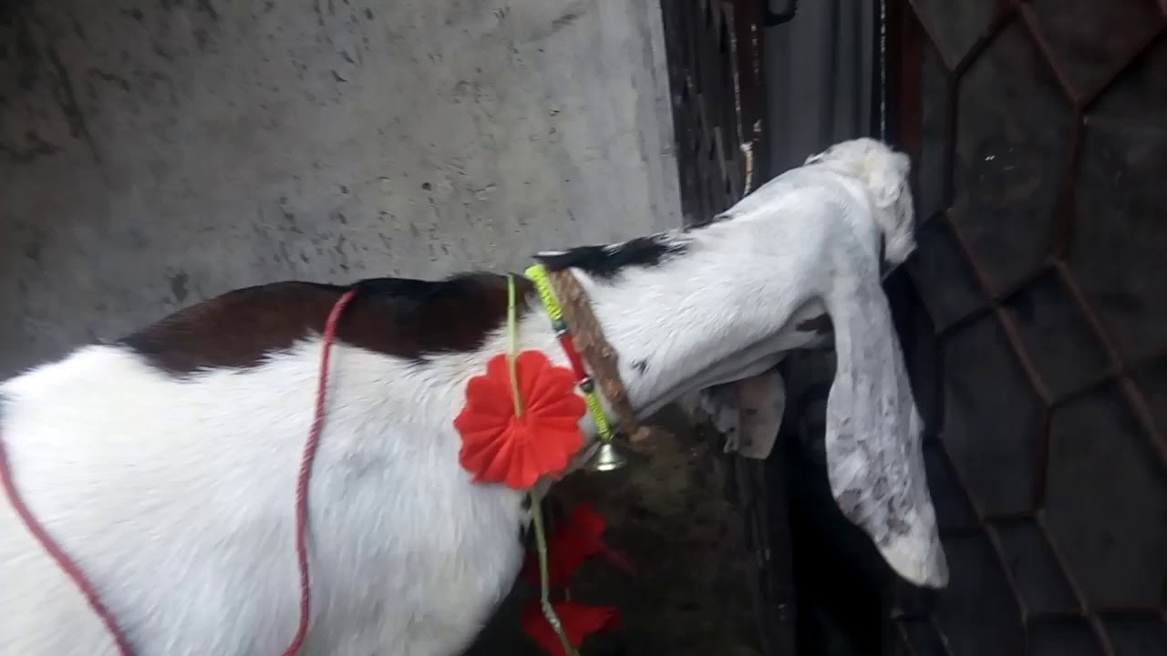 Goat videos - YouTube