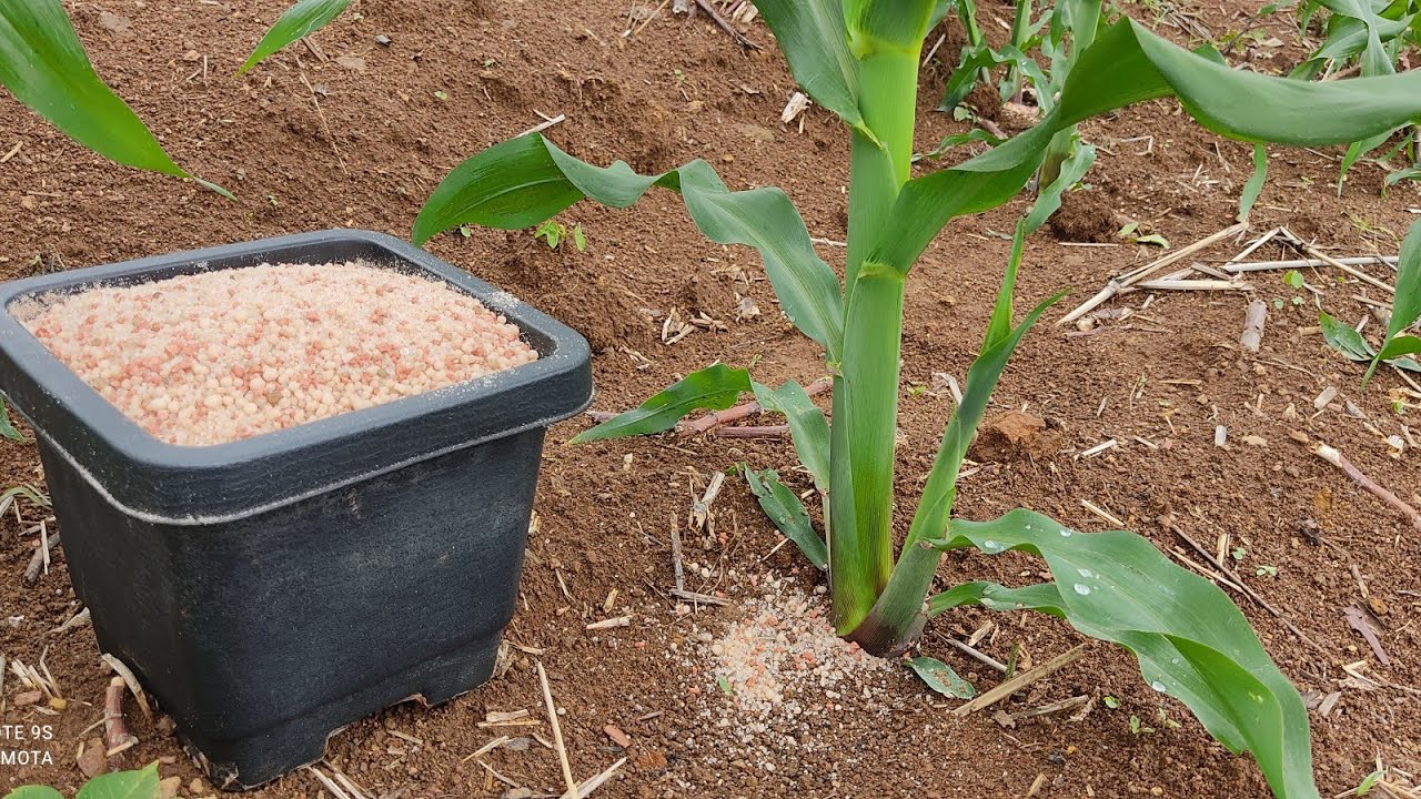 fazendo adubação manual do milho LG 3040 vip3 - YouTube