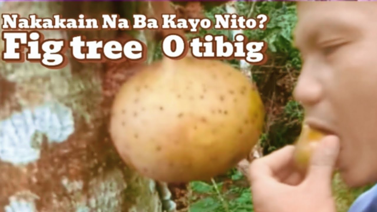 Fig Tree o Tibig || Visaya Tubog || Makain Pala To || JFCTV - YouTube