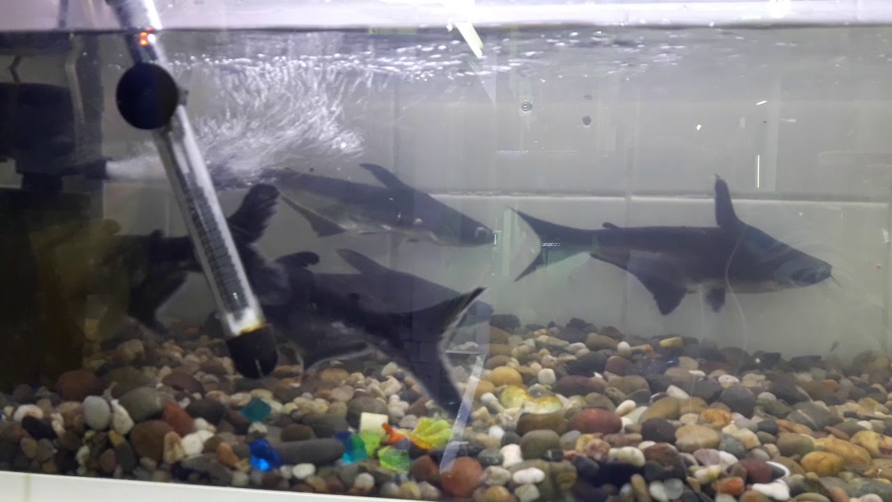 Riyadh bird market - YouTube