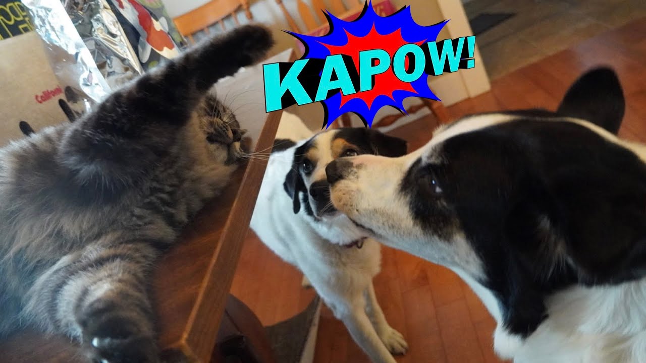 CATS "Bop" Dogs On The Head...And They Love It!😸 - YouTube