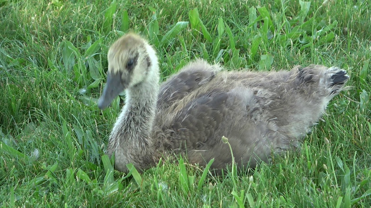 Mother Nature's Signs Of Spring - YouTube