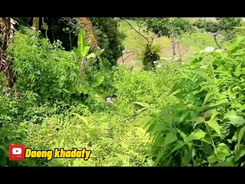 Kepergok mesum di semak semak