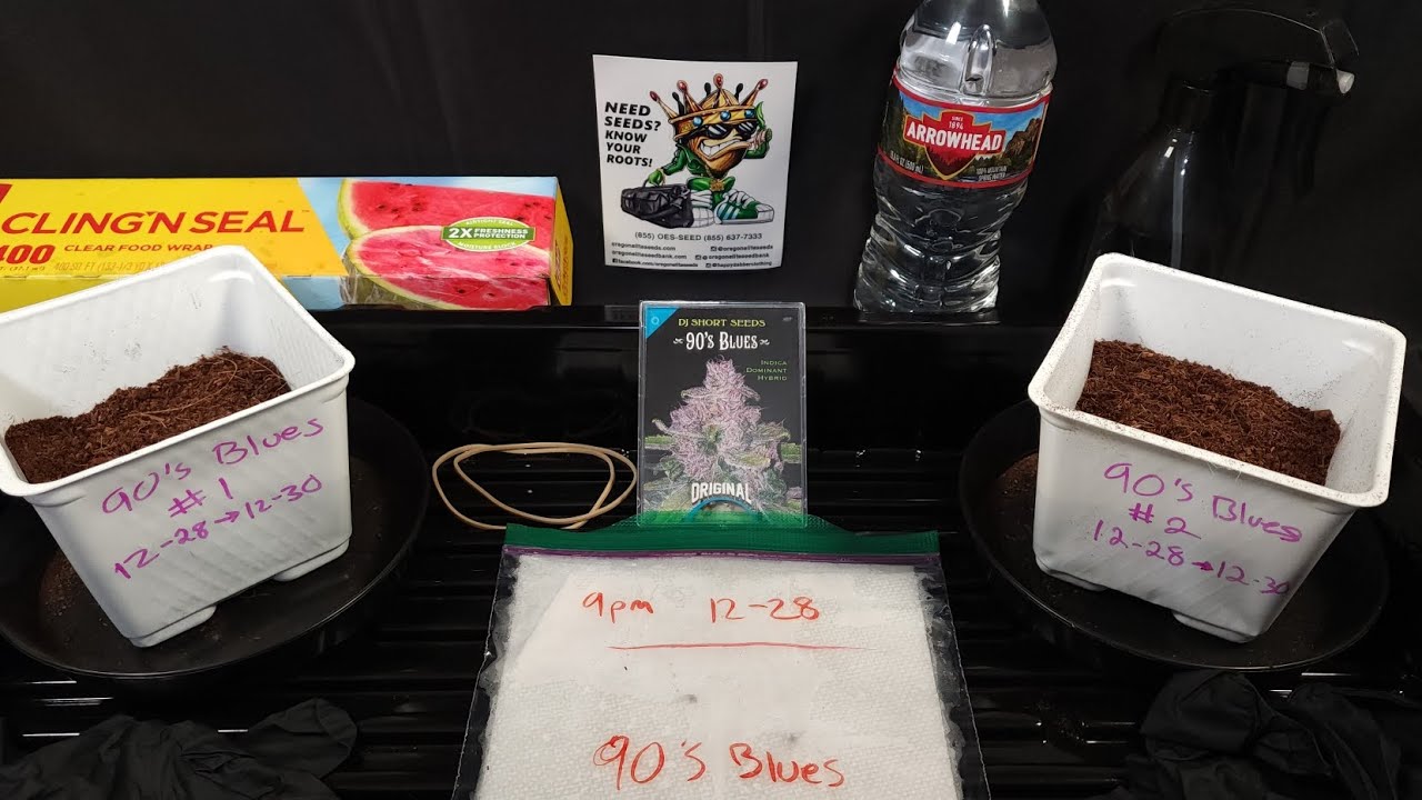 Planting 90s Blues by Dj Short Seeds 🫐 sprouting day 1 🌱 after 42 hour ...