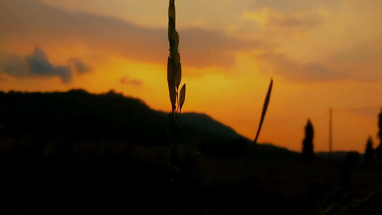 CINEMATIC SUNSET SAWAH | CINEMATIC 1 MENIT | CINEMATIC ALAM - YouTube