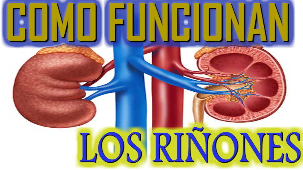 FUNCIONAMIENTO de los RIÑONES 👩‍⚕️ (IMPORTANTE)⚕️ - YouTube