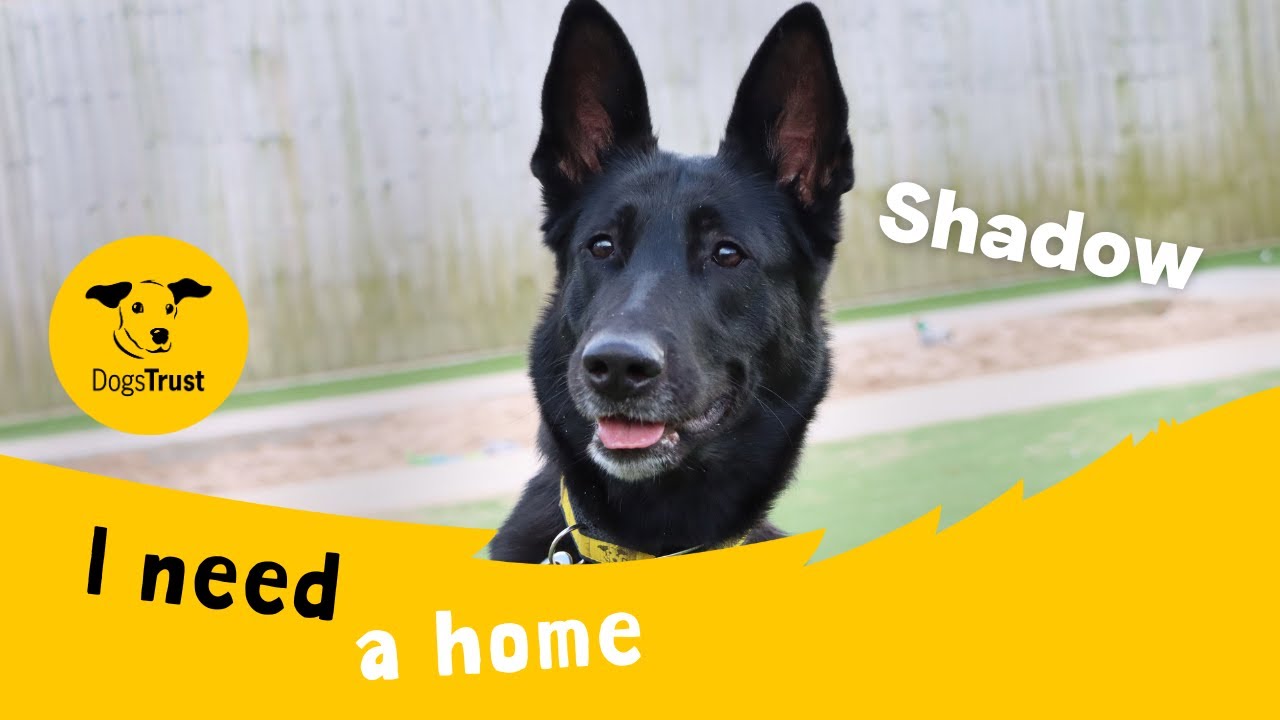 Shadow the super German Shepherd | Dogs Trust Darlington - YouTube