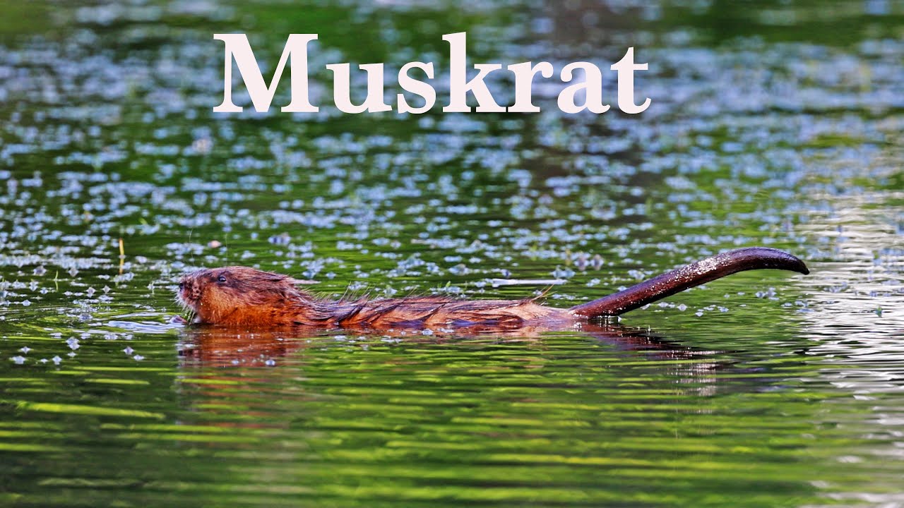 Muskrat enjoying a meal - YouTube