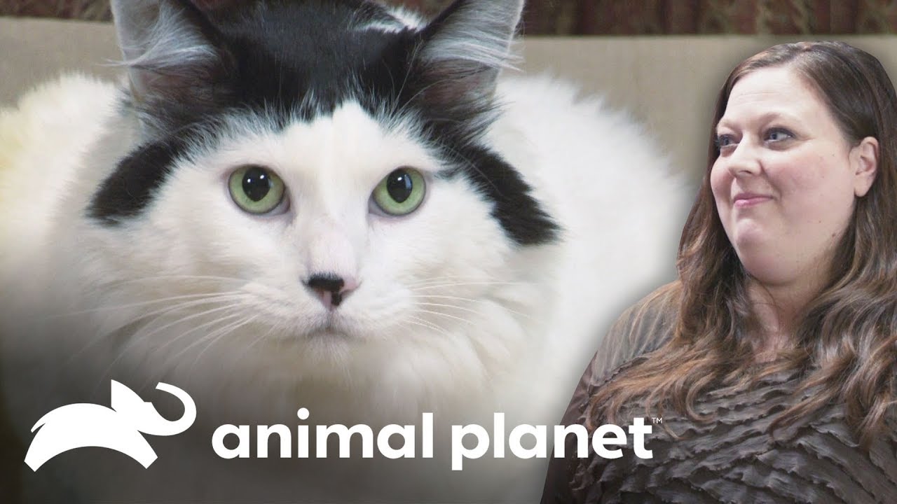 Un gato adicto a la comida | Mi gato endemoniado | Animal Planet - YouTube