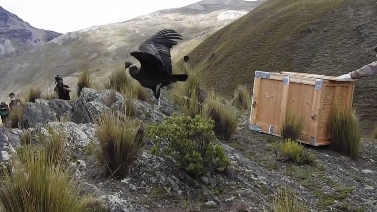 Liberan en Bolivia a dos hembras de cóndor andino en peligro de ...