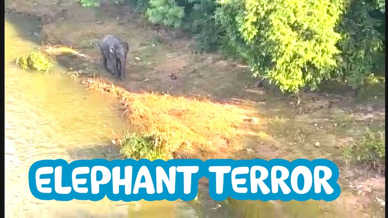 ELEPHANT TERROR. || #Sag Entrrtainment - YouTube