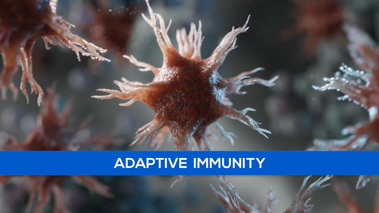 Medical Animation - Adaptive Immunity - Immunology - YouTube