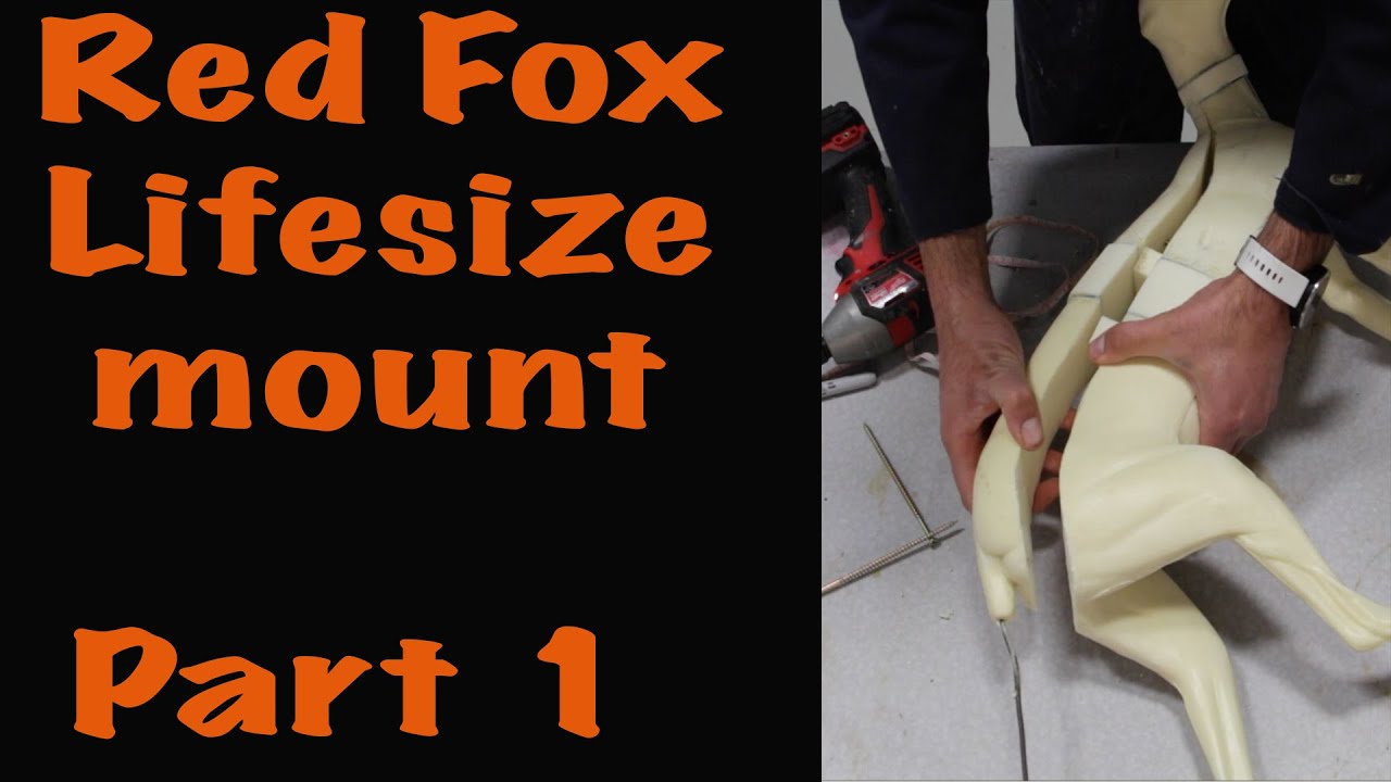 Red Fox Taxidermy. Tutorial part 1 of 11. Form Alteration/resizing ...