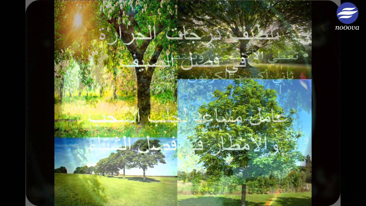 يوم الشجرة Youtube