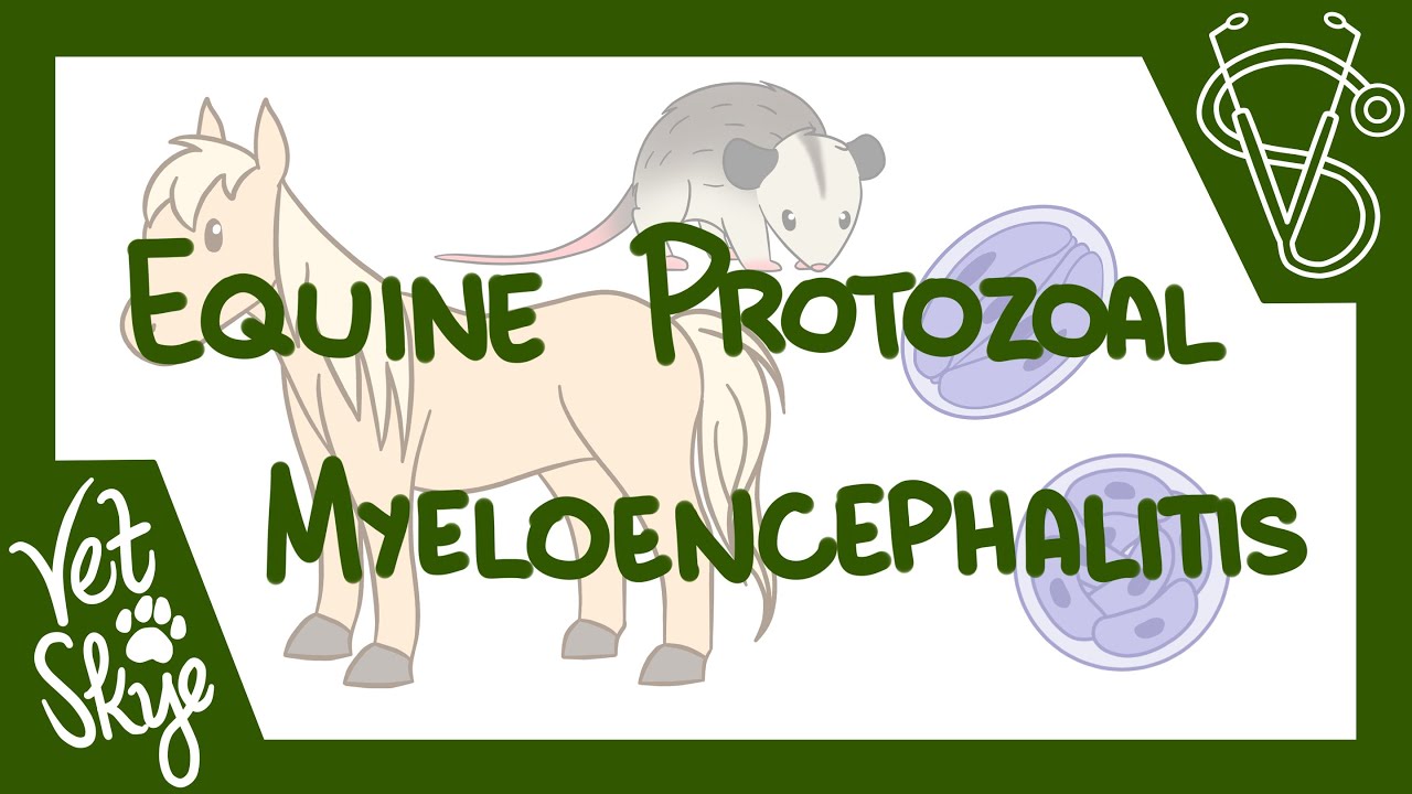 Equine Protozoal Myeloencephalitis - causes, life cycle ...