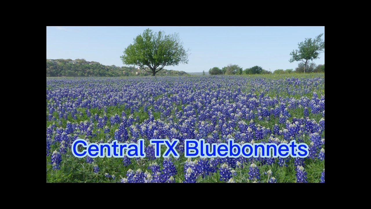 Central Texas Bluebonnets - YouTube
