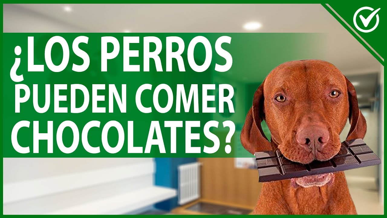 Que Le Pasa A Un Perro Cuando Come Chocolate