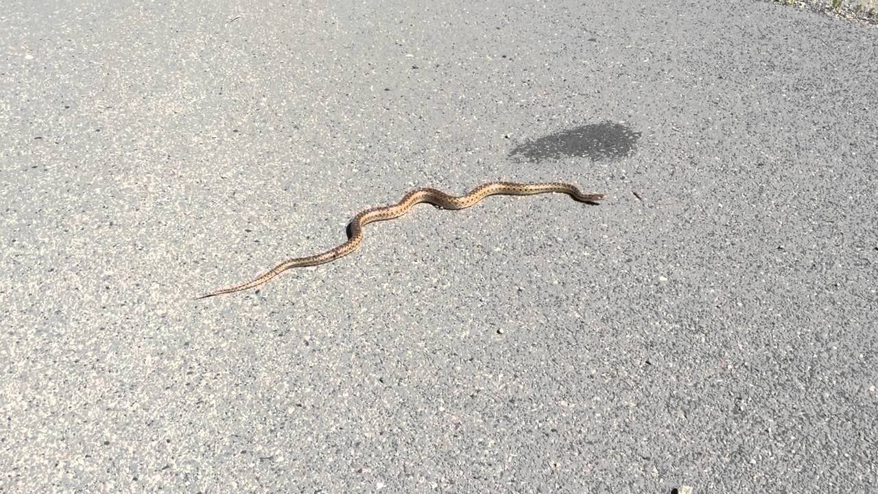 snake - YouTube