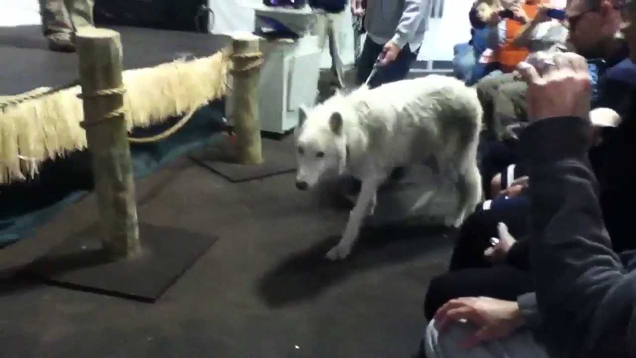 Atka the wolf comes to the Staten Island zoo part 1 - YouTube