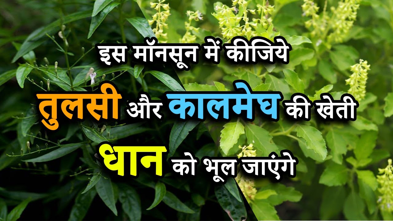 इस मॉनसून में कीजिए तुलसी और कालमेघ की खेती । मुनाफ़ा धान से ज्यादा I ...