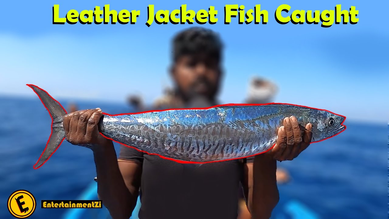 Fishing Leather jacket Fish Caught in sea | Fishing India - YouTube