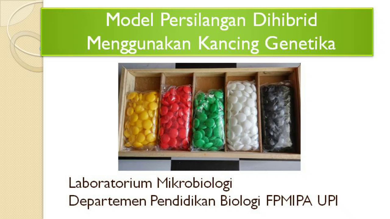 Model Persilangan Dihibrid Menggunakan Kancing Genetika - YouTube