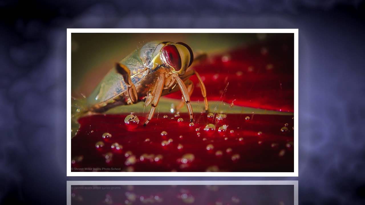 Behind the Shot: Steve Miller Boatman Bug - YouTube