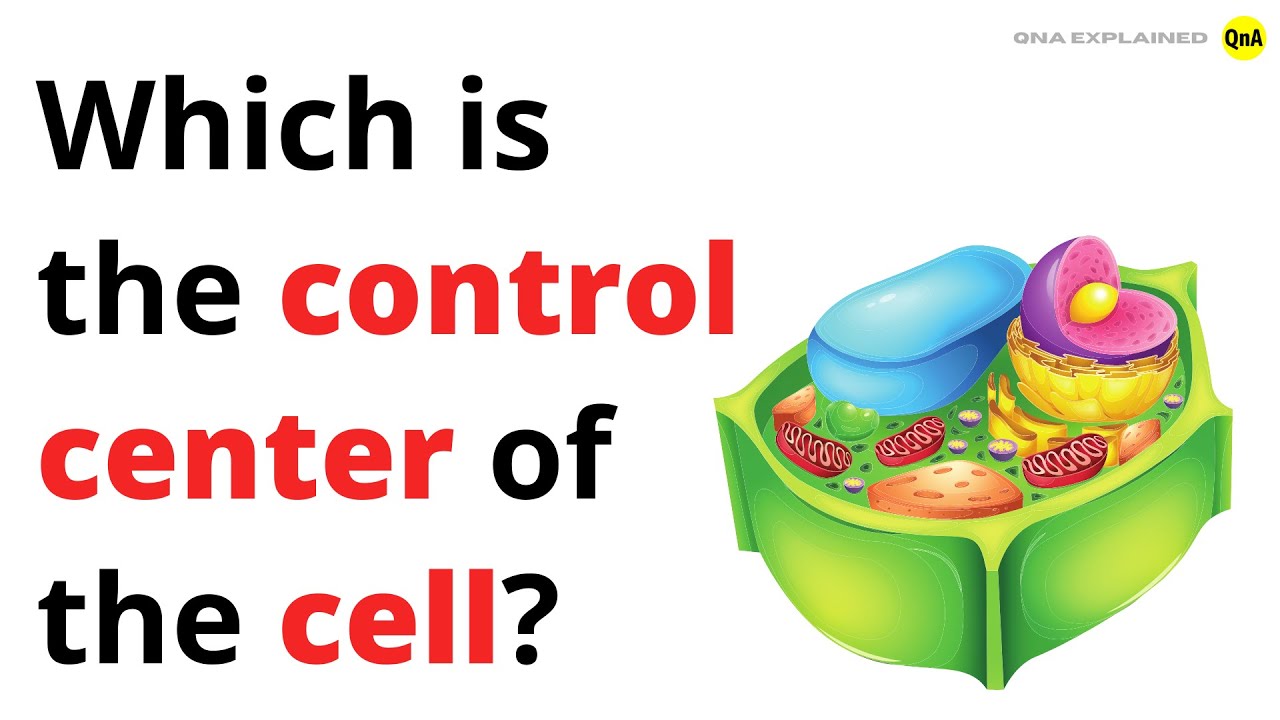 Which is the control center of the cell? - QnA Explained - YouTube