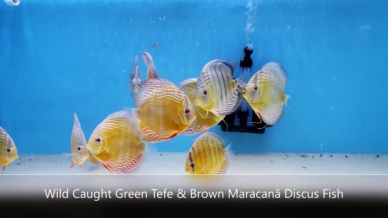 Brown Maracanã and Green Tefe Wild Caught Discus Fish - YouTube