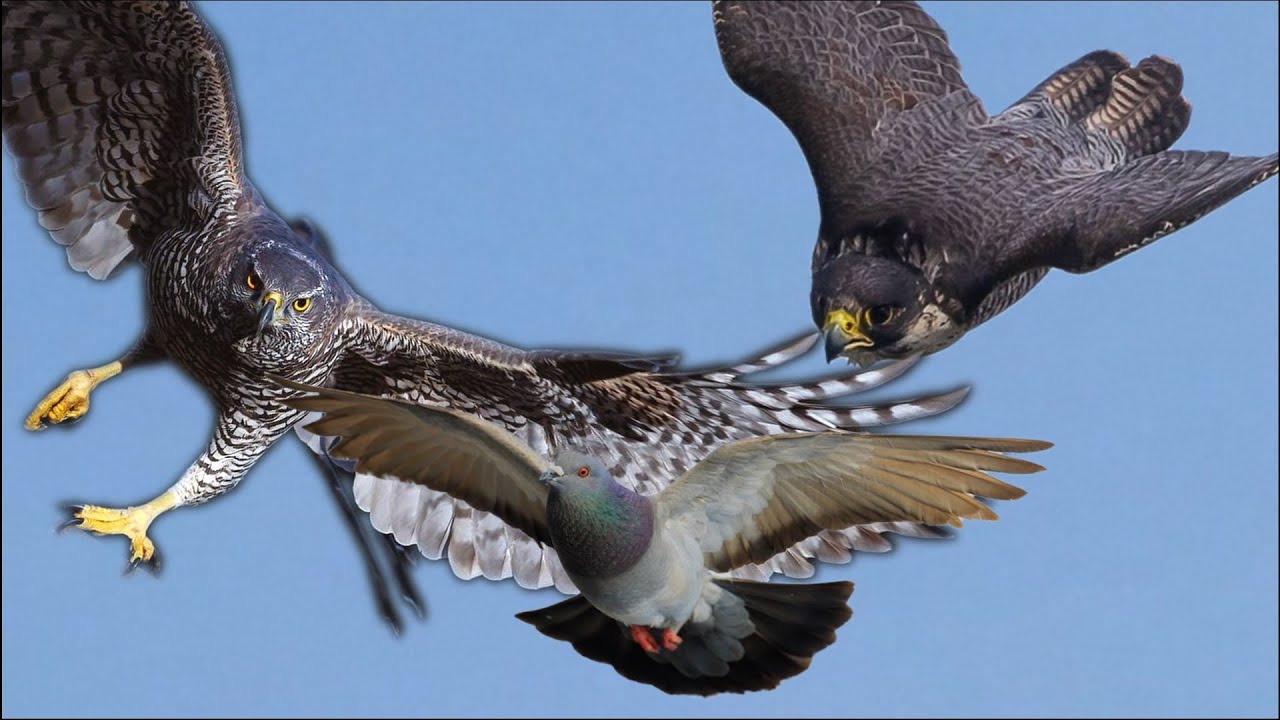 Goshawk, Falcon vs Pigeon |Birds of Prey attacks - YouTube