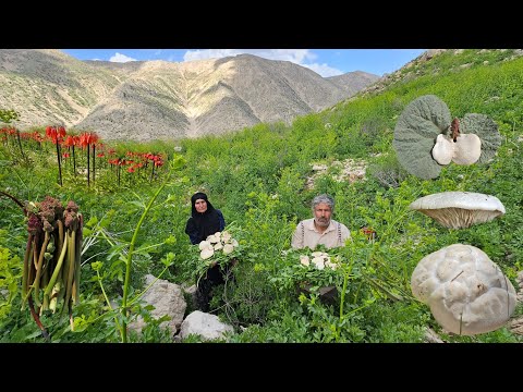 Medeniyetten uzak yaşam | Dağlarda yabani mantar ve şifalı bitki toplama