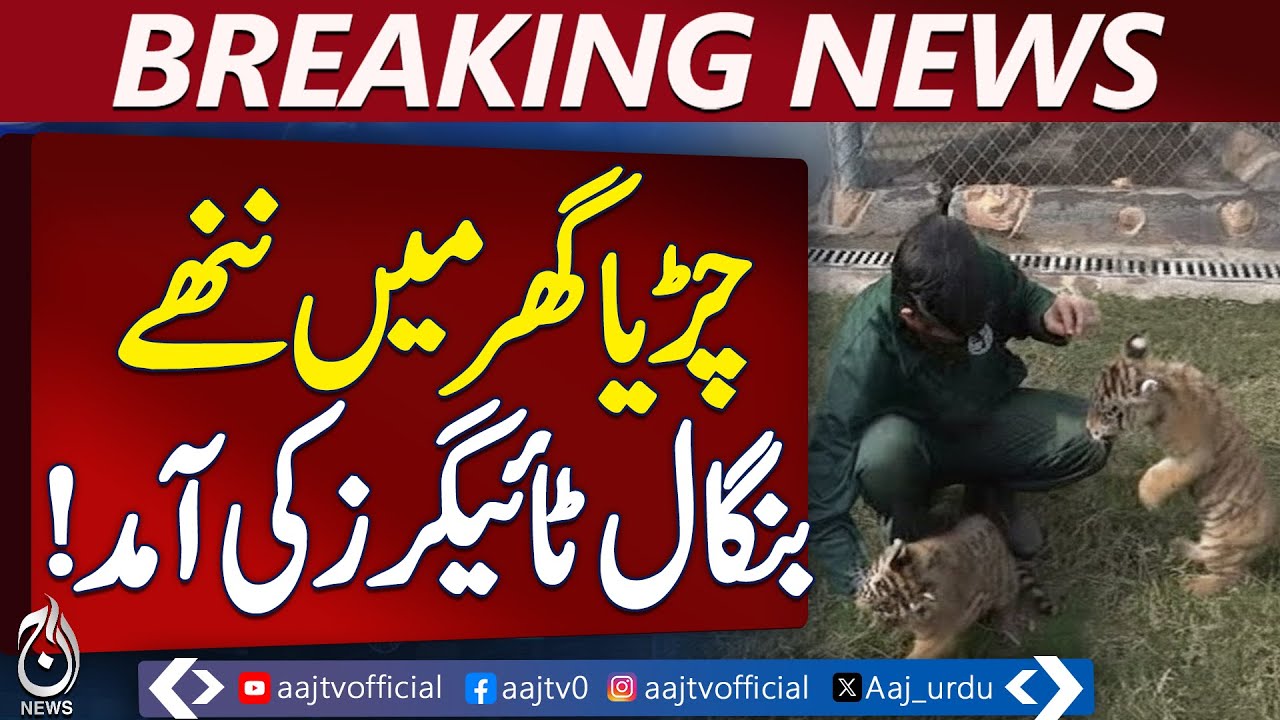 Two Baby Bengal Tigers Become Peshawar Zoo’s Latest Attraction - Videos ...
