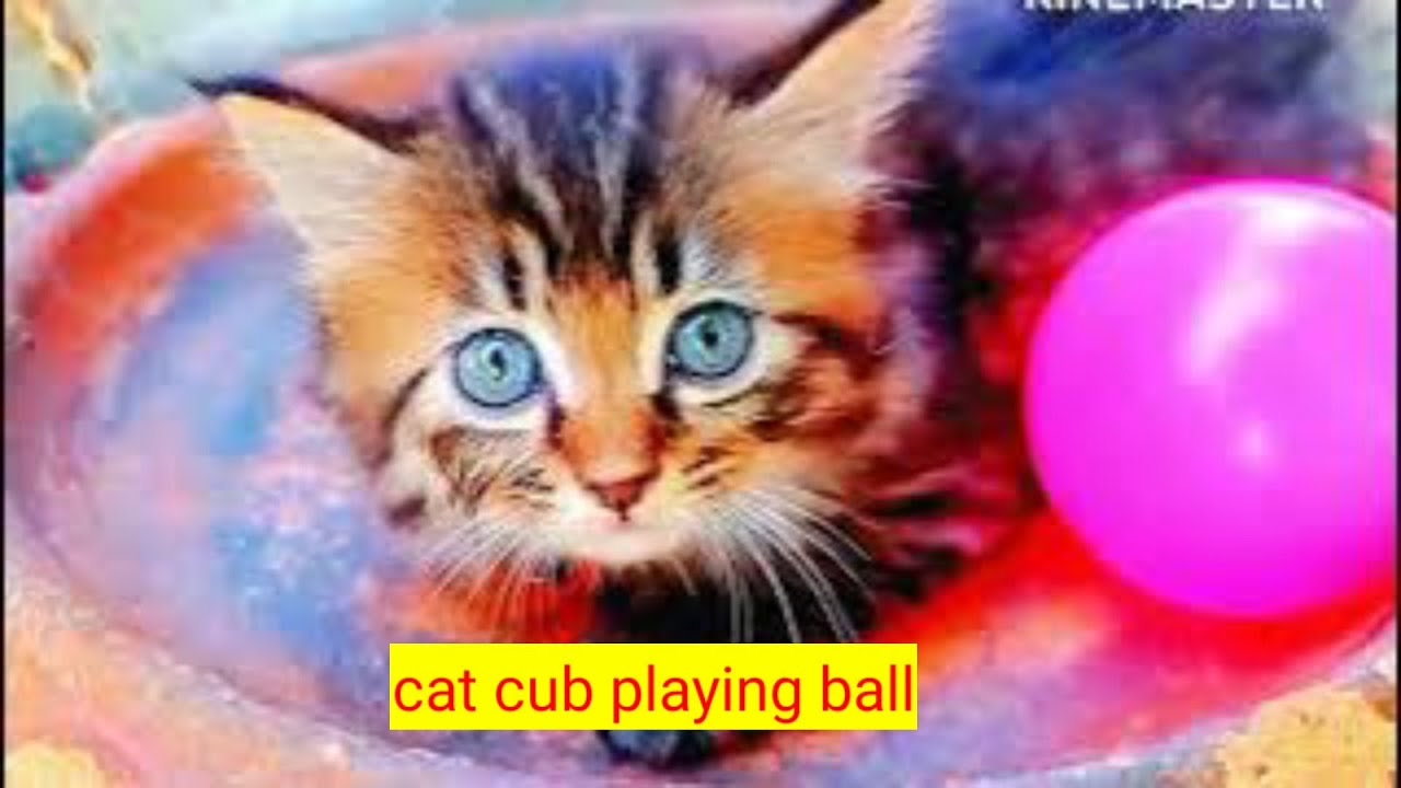little kitten playing ball The cat makes a sound, wants to play too.# ...