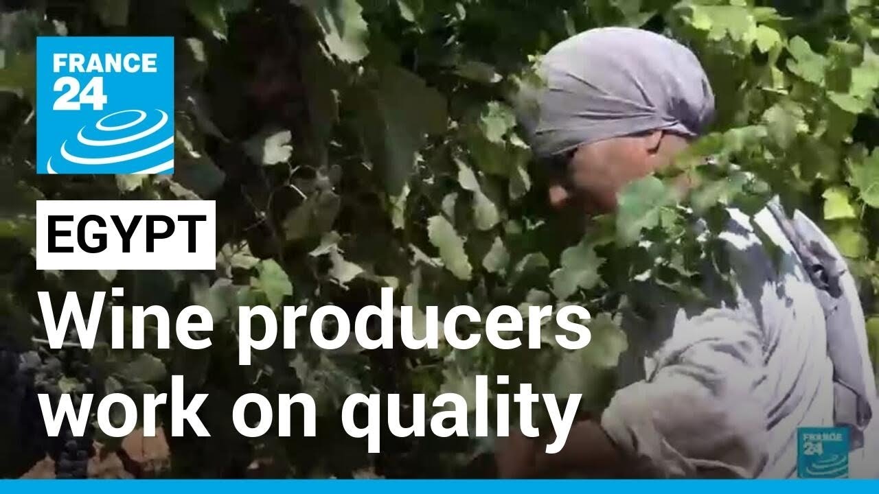 Egypt wine producers work on quality of own grapes • FRANCE 24 English ...