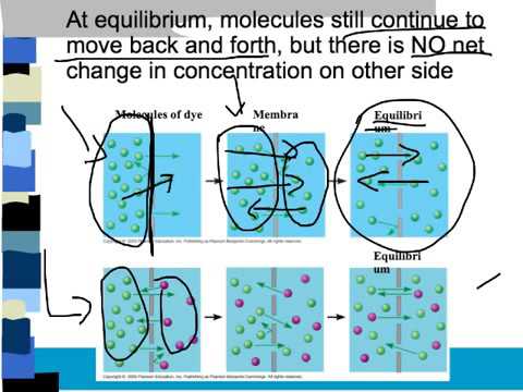 Factors that affect the rate of Diffusion - YouTube