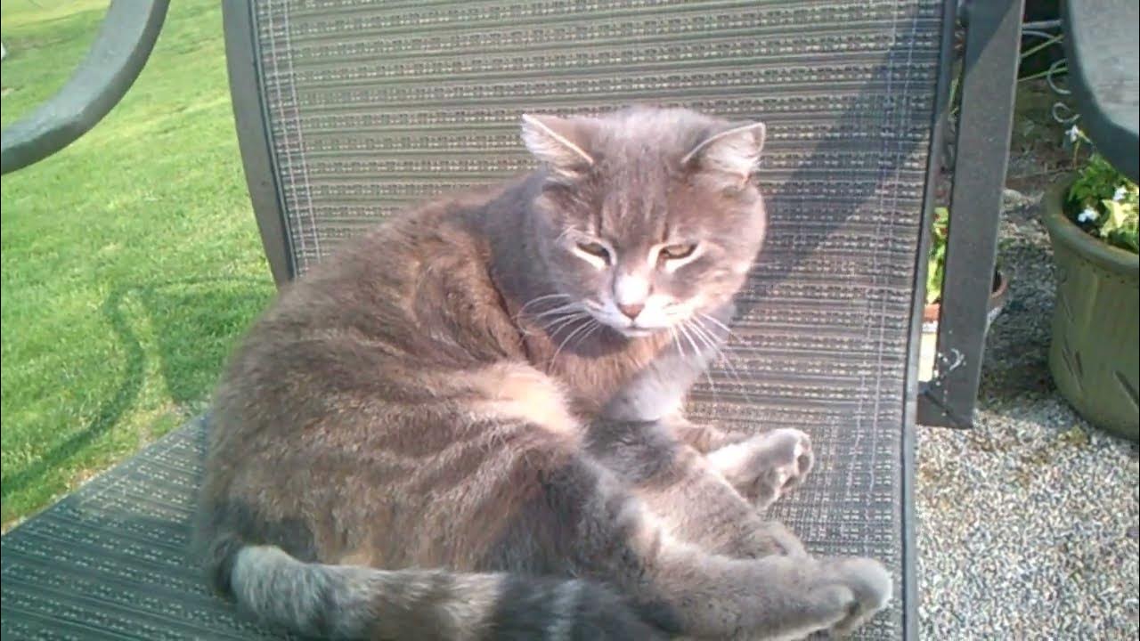 the old gray cat.🐈‍⬛🐈‍⬛🥰 - YouTube