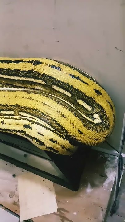 Big reticulated python #malayopythonreticulatus - YouTube