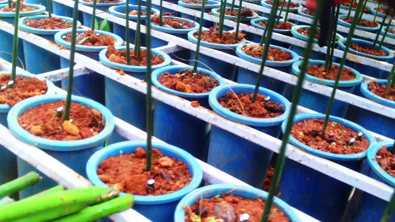Vadakkel Rubber Nursery Root Trainer Processing - YouTube