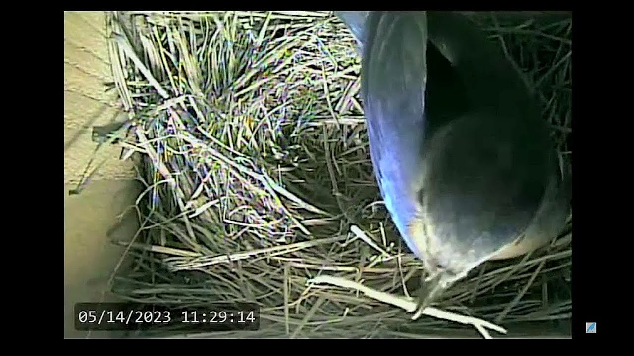 Final Nest Prep 3 - YouTube