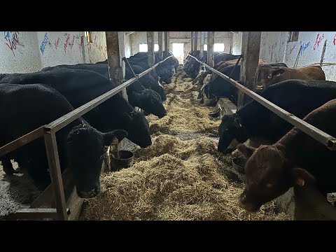 20 ADET ANGUS ALDIM.. #buzağı #farming #automobile #kurbanlık #farm #çiftlikişleri #tarım 