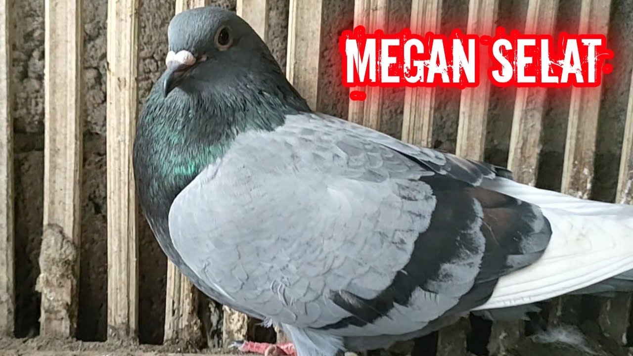 PRODUK!! Merpati Megan selat dua poin 🔥🔥🔥 - YouTube